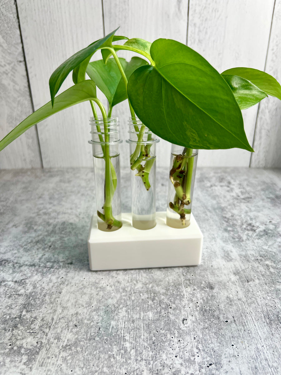 3 Tube Propagation Stand - Propagation - Test Tube Holder - Propagate ...